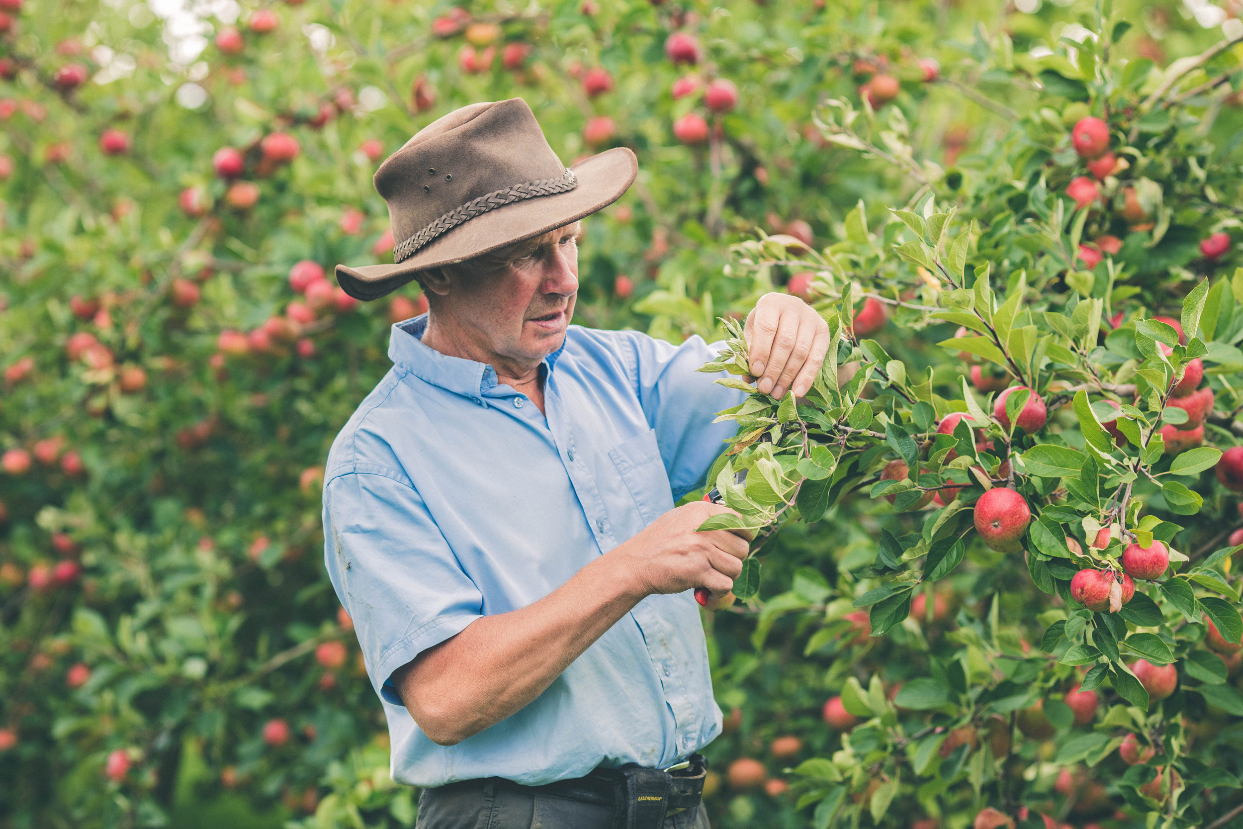 Sustainability | Westons Cider