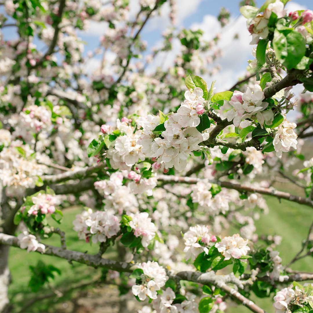 Our Story | Westons Cider